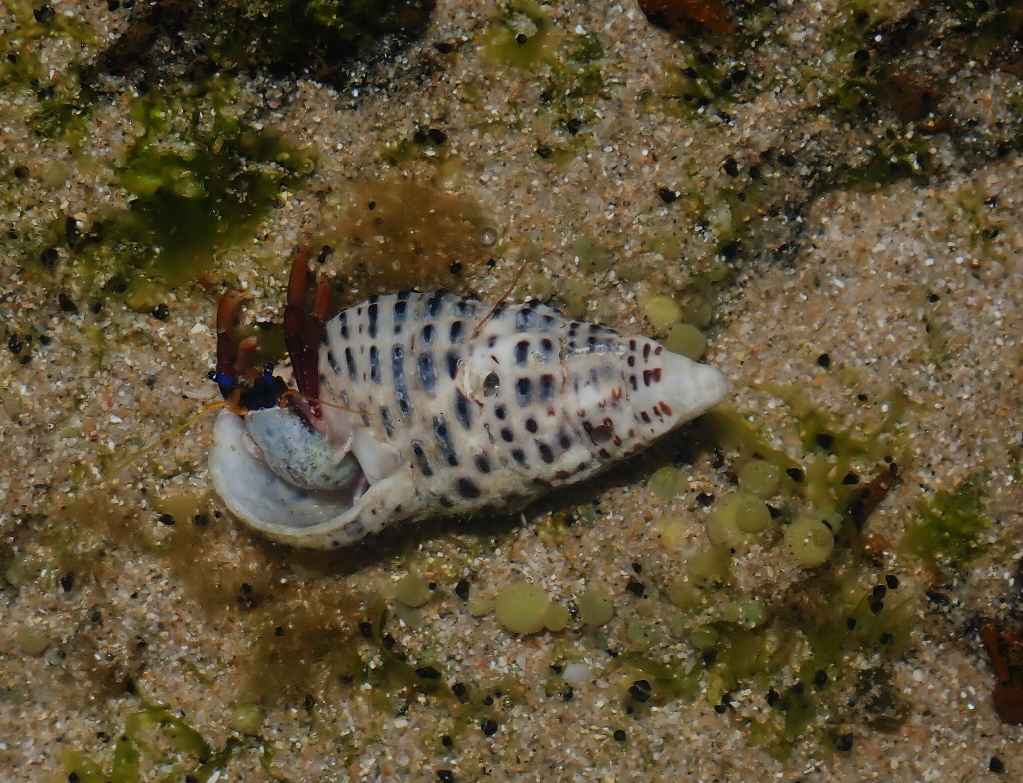 Calcinus morgani Rahayu & Forest, 1999