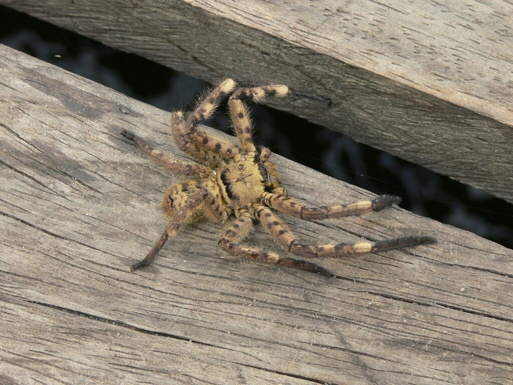 Barylestis from Bateke Plateau National Park - Mpassa Camp, Gabon on ...