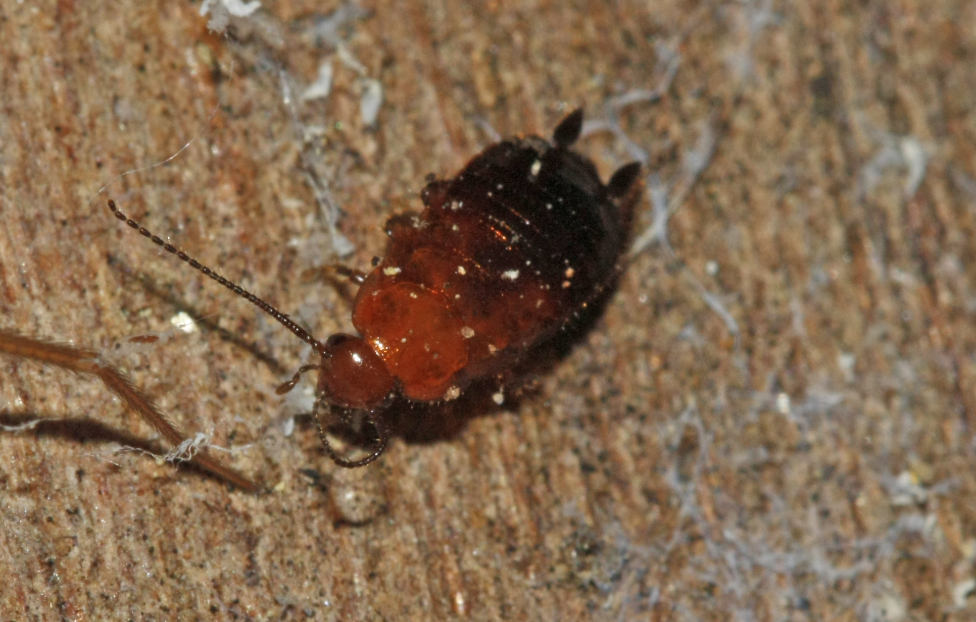 Blattodea