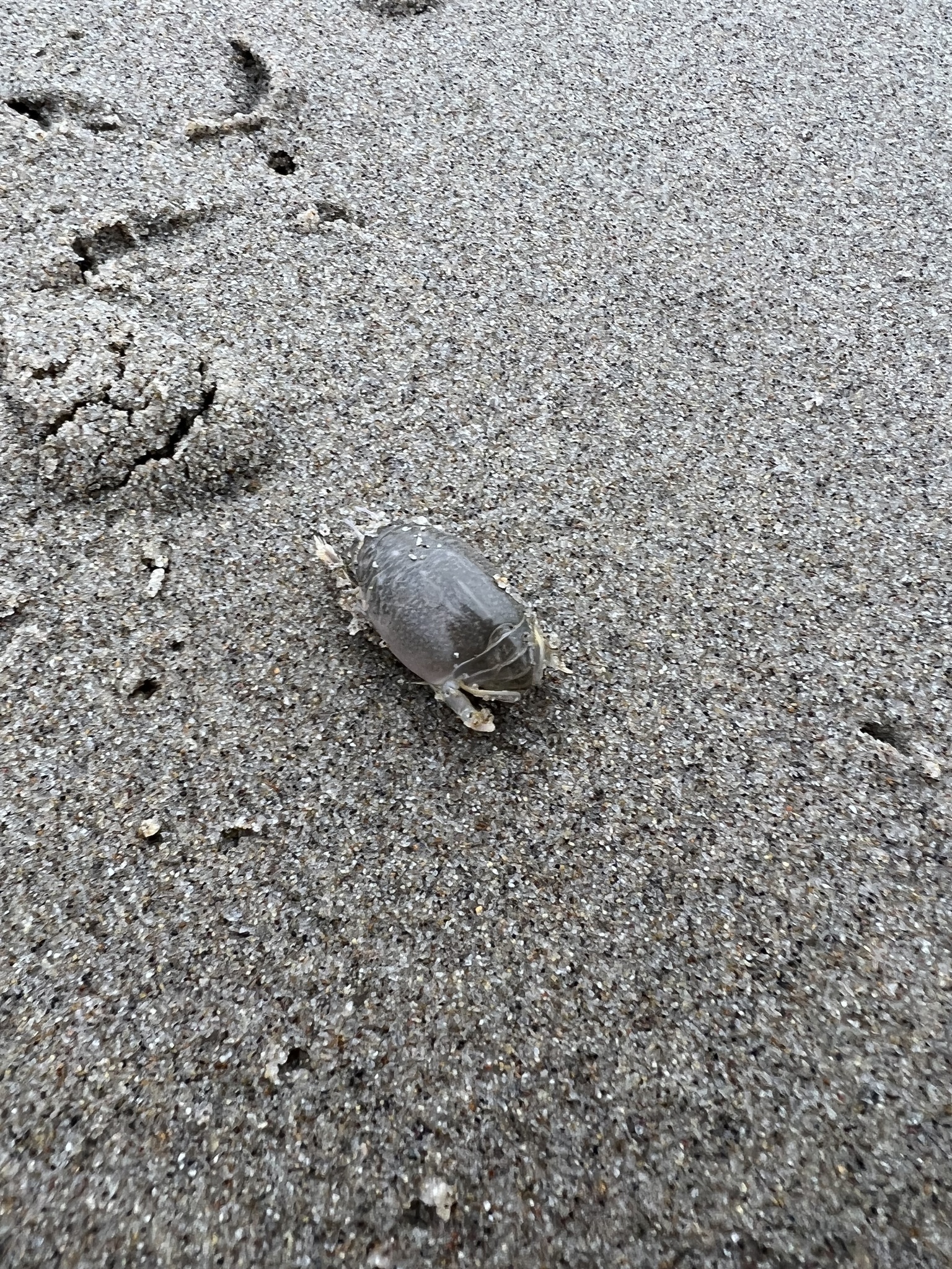 Emerita analoga (Stimpson, 1857)