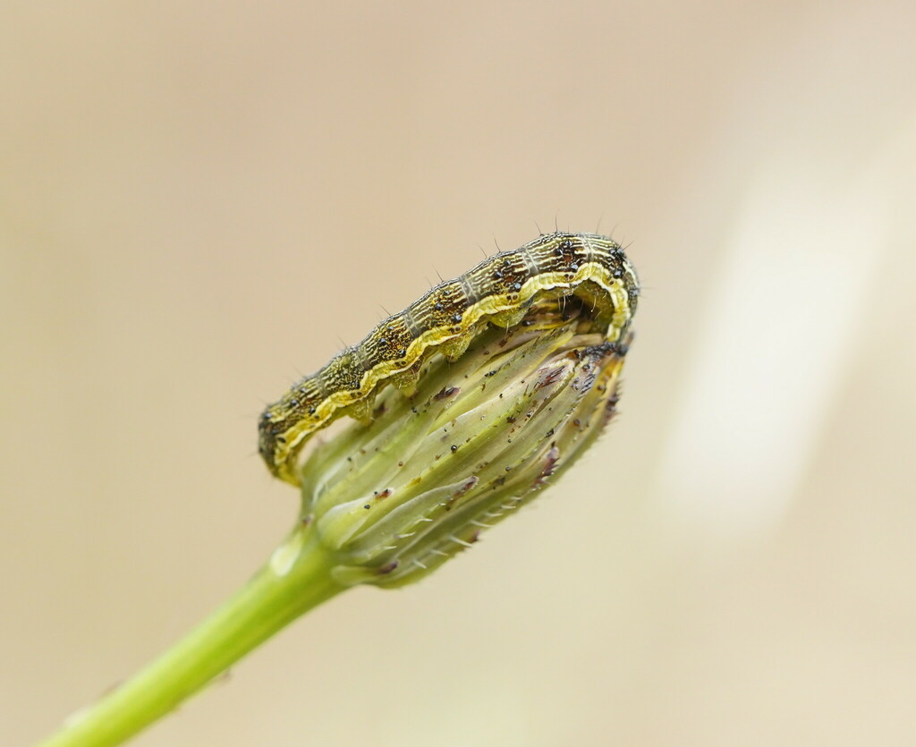 Australian Fruitworm from Licola VIC 3858, Australia on December 21 ...