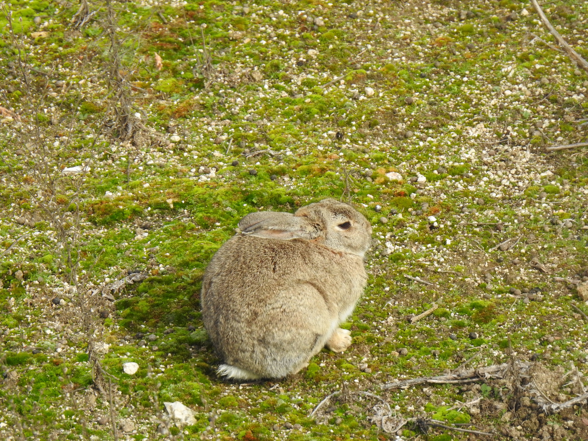 Oryctolagus cuniculus (Linnaeus, 1758)