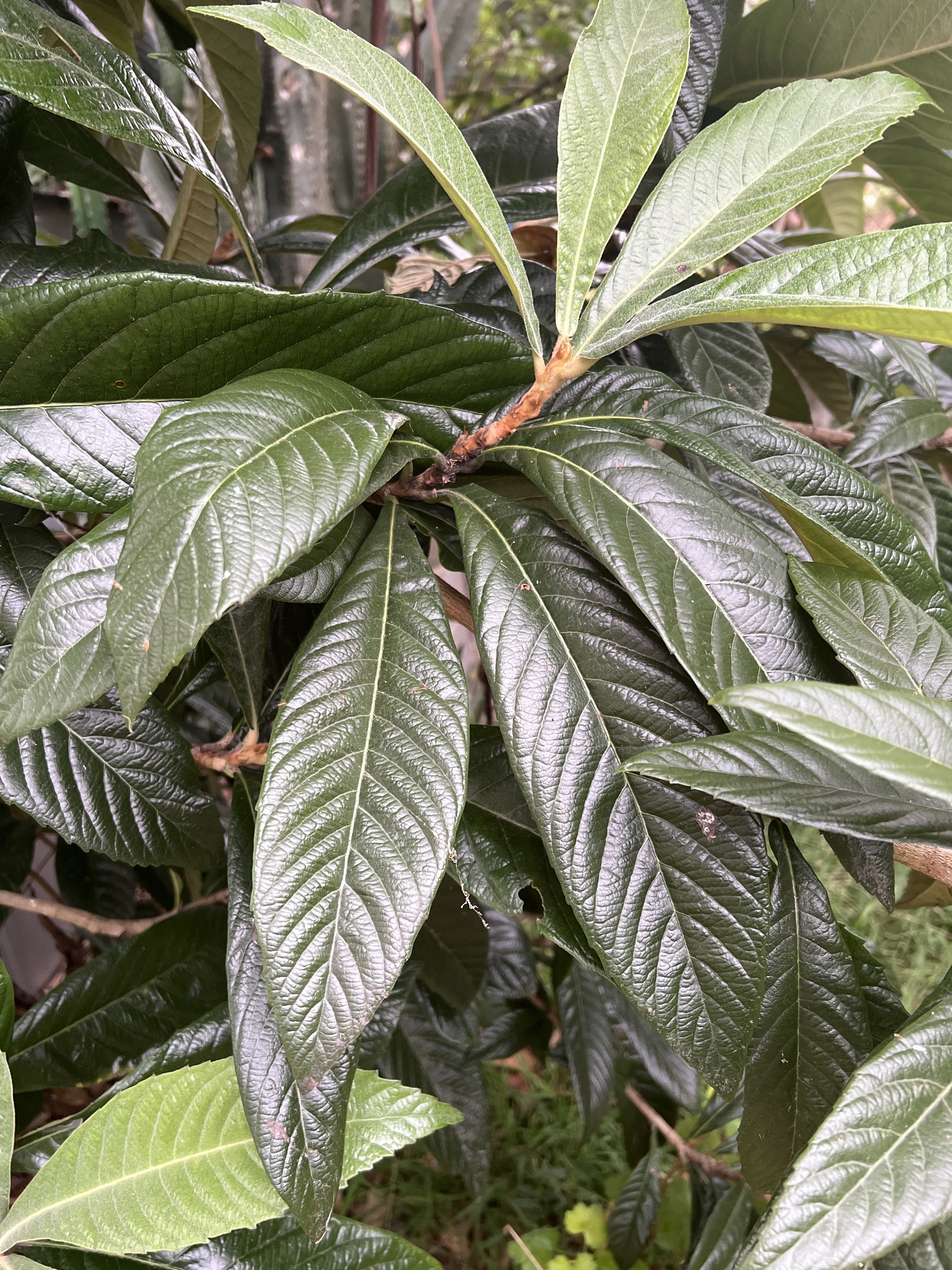 Eriobotrya japonica (Thunb.) Lindl.