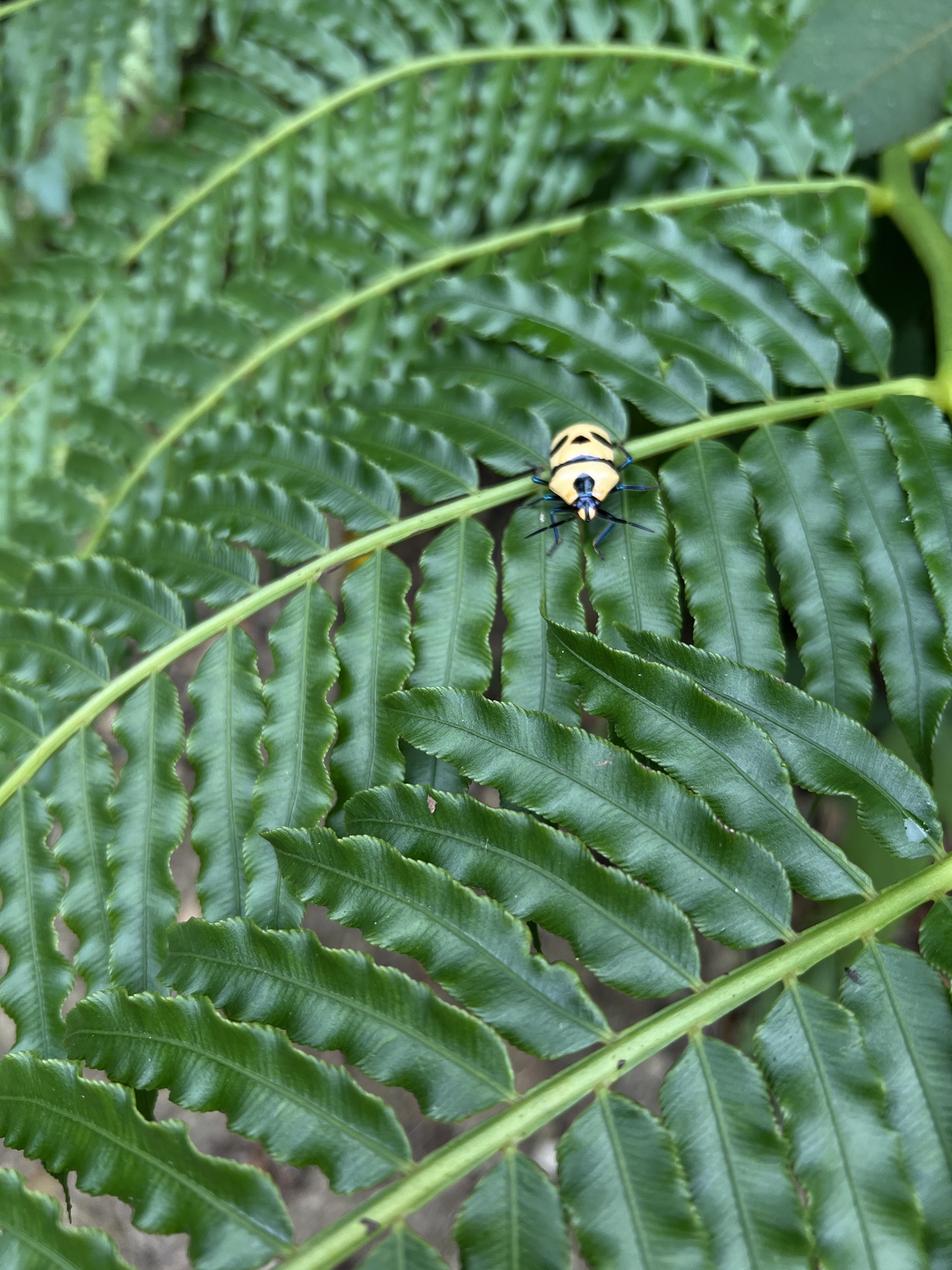 Scutelleridae