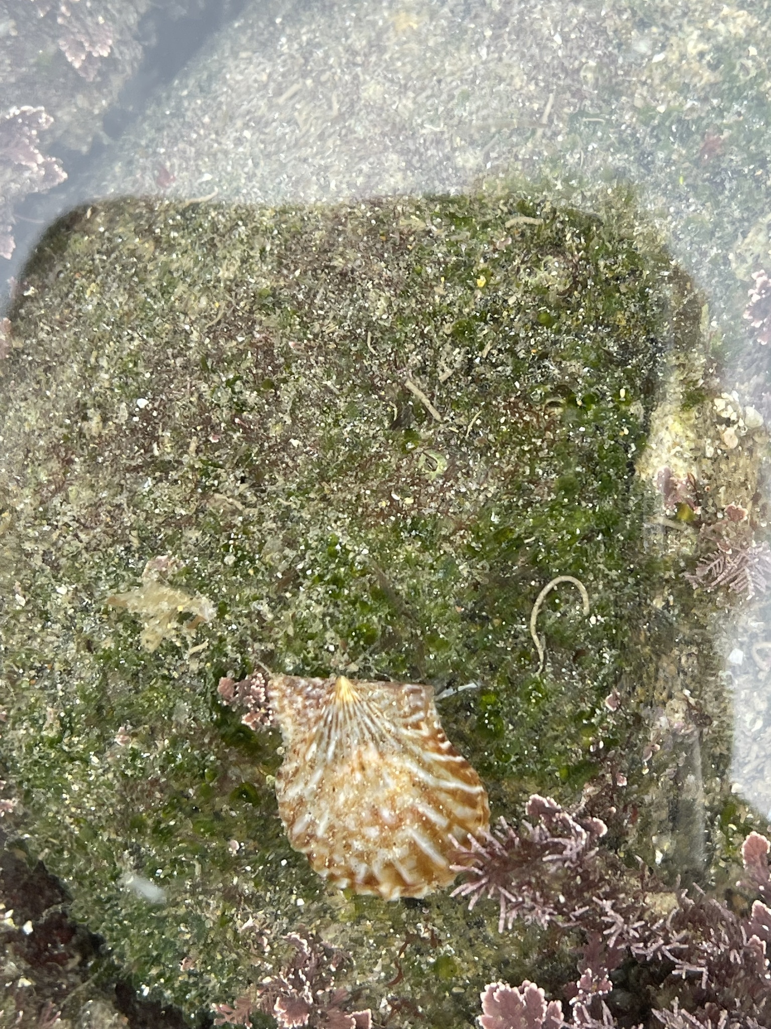 Leptopecten latiauratus (Conrad, 1837)