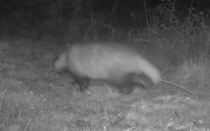 Meles meles (Linnaeus, 1758)