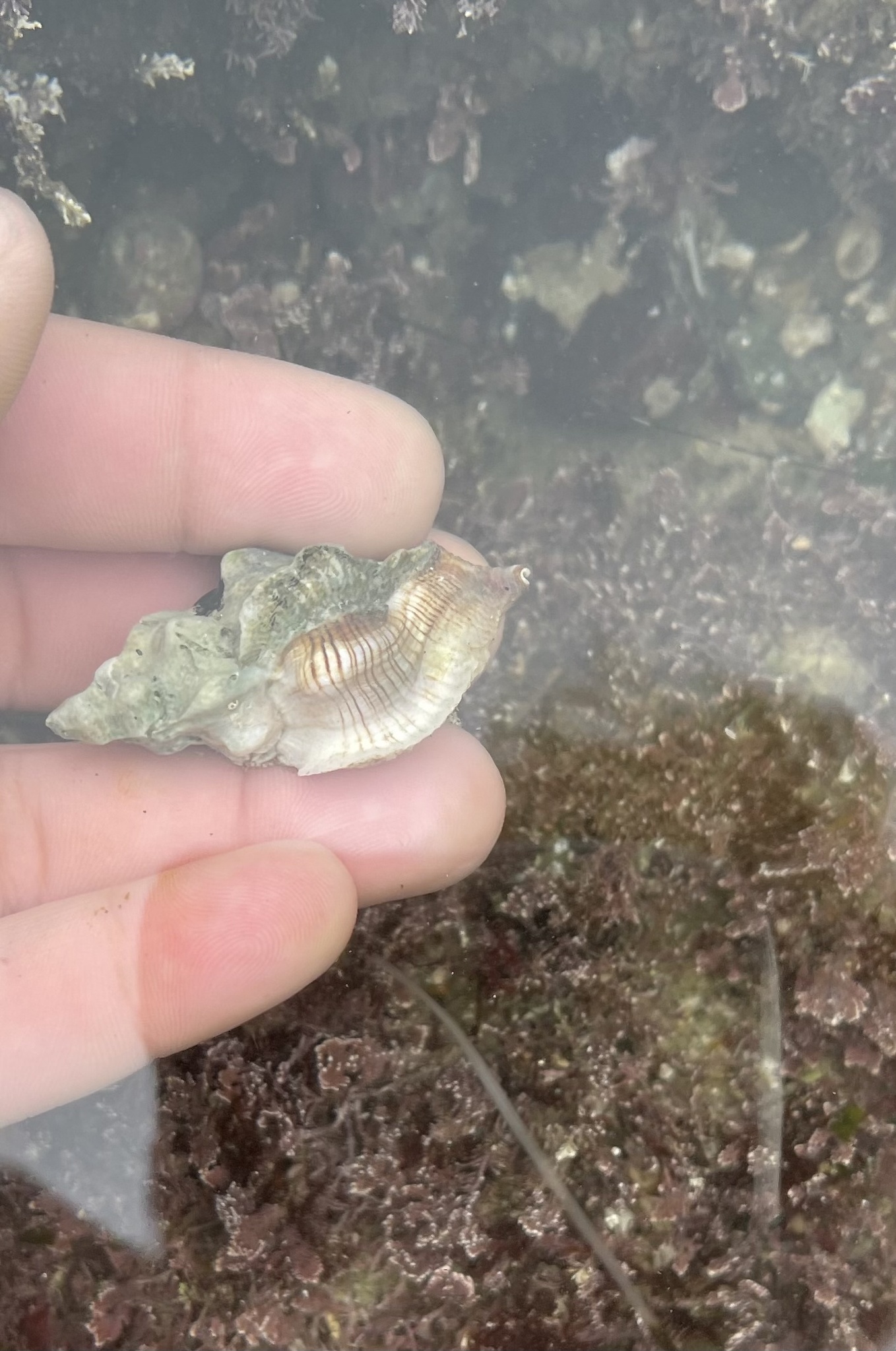 Pteropurpura festiva (Hinds, 1844)