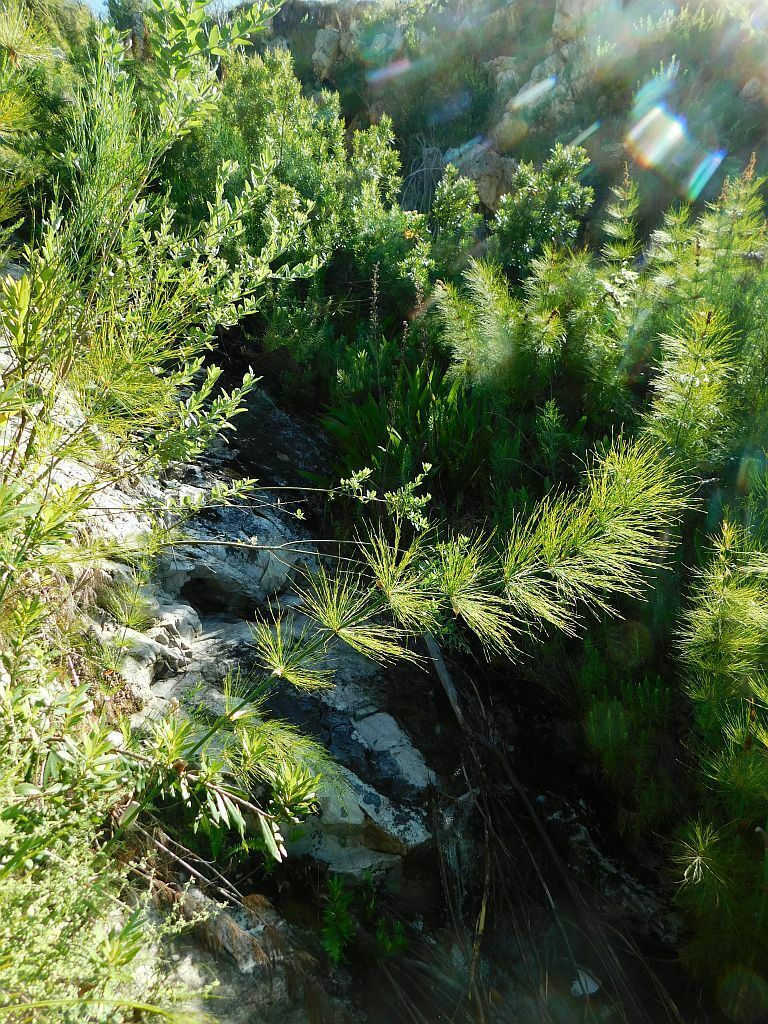 Broom reed from Overberg District Municipality, South Africa on January ...