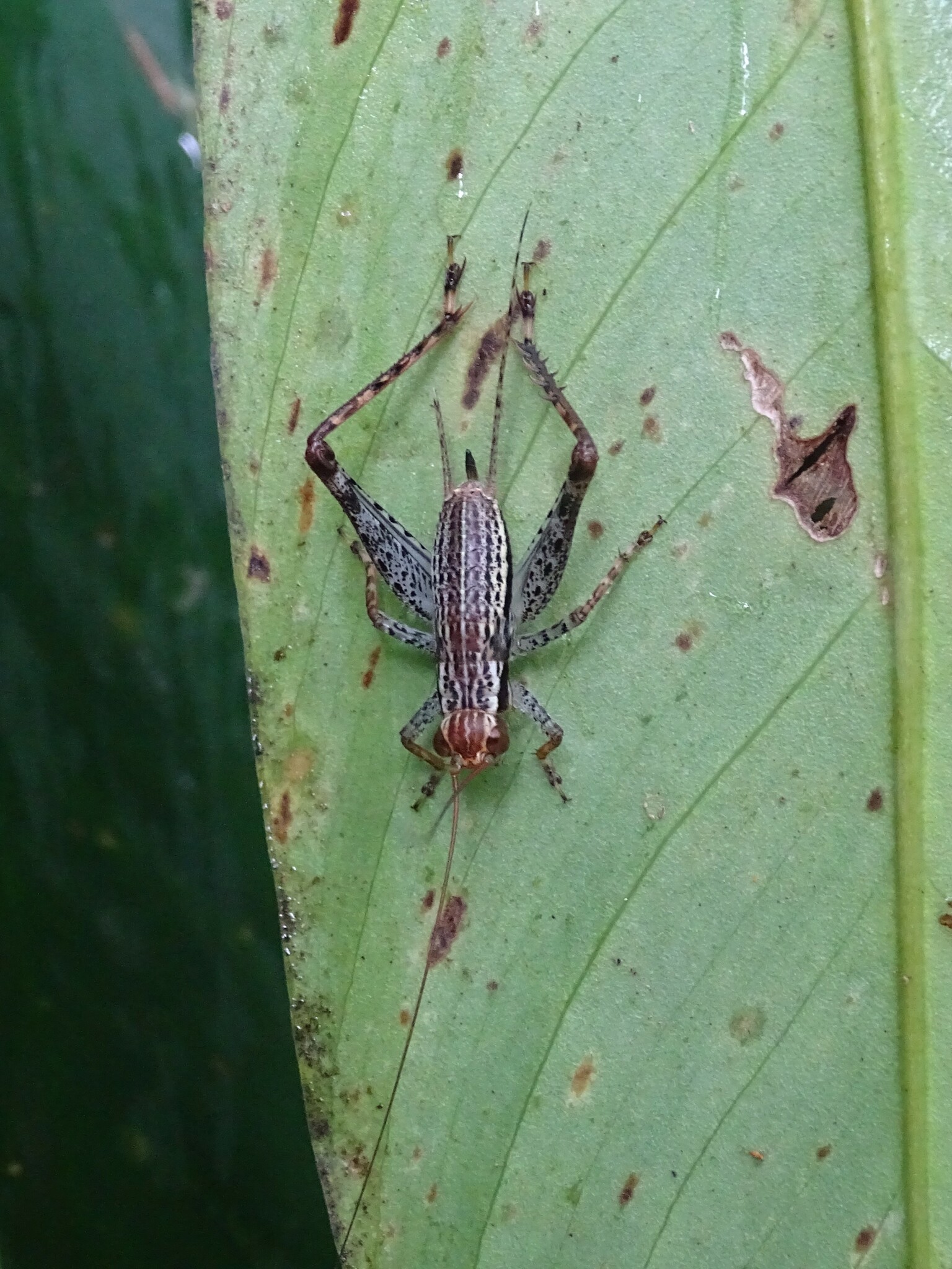 Cardiodactylus Saussure, 1878