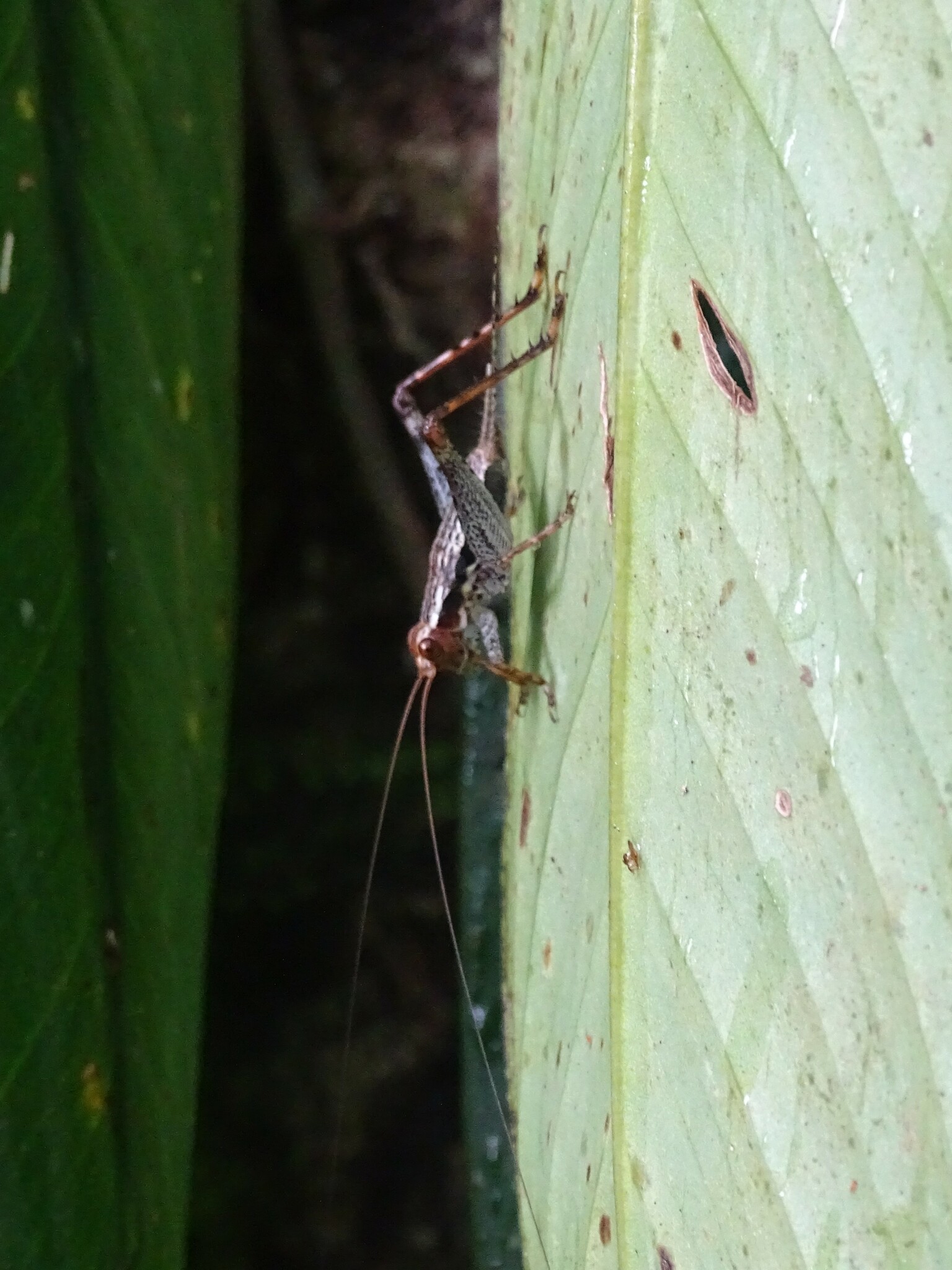 Cardiodactylus Saussure, 1878