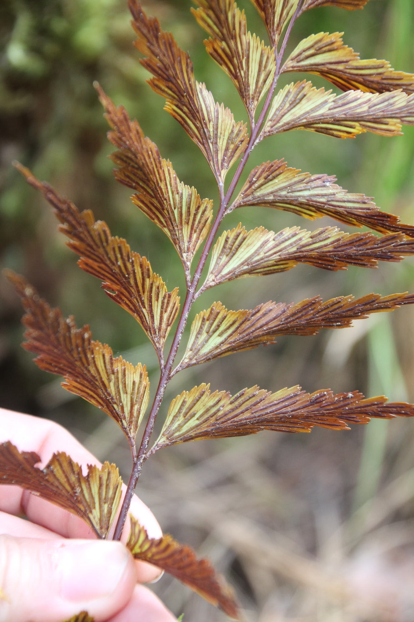 Asplenium polyodon G.Forst.