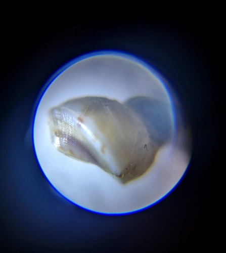 Lacuna carinifera · iNaturalist