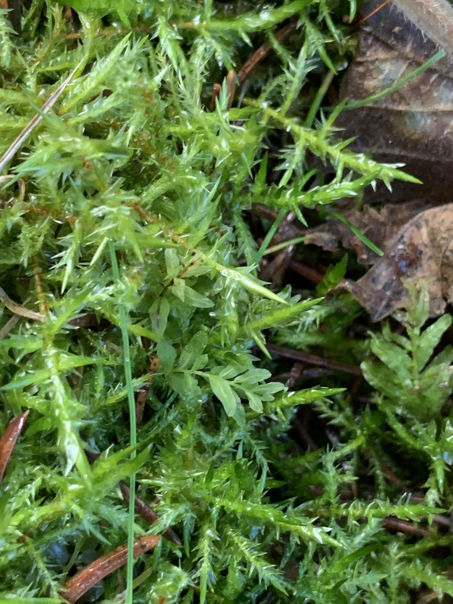 Amblystegiaceae