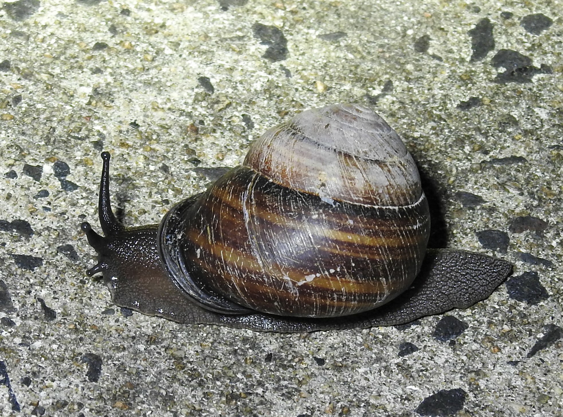 Sphaerospira Mörch, 1867