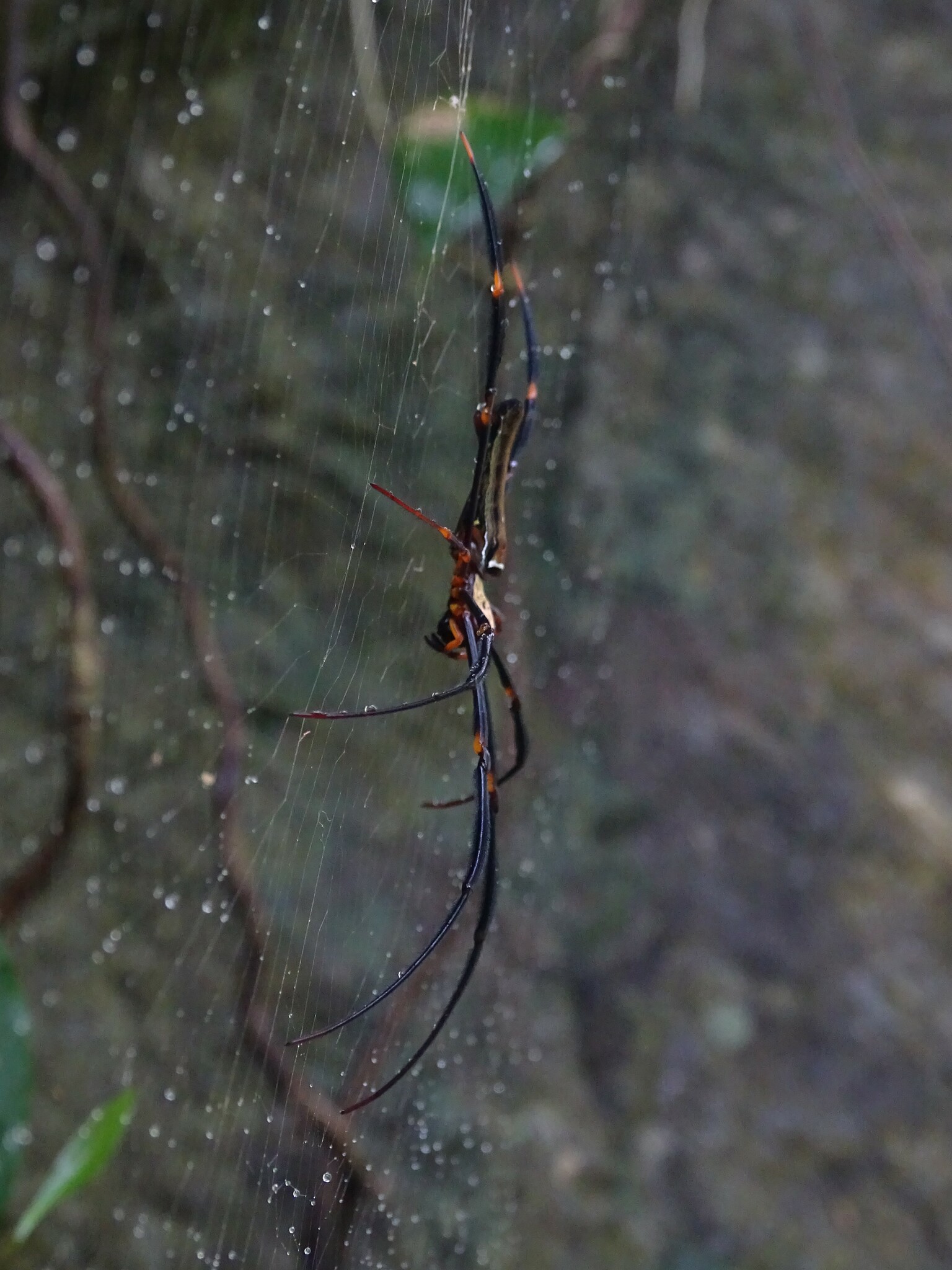 Nephila pilipes (Fabricius, 1793)