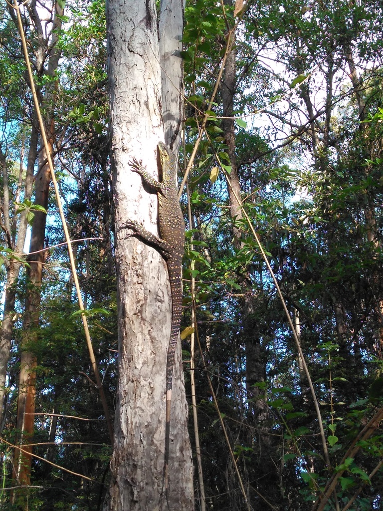 Lace Monitor from Nambour Qld on December 31, 2022 at 05:10 PM by R ...
