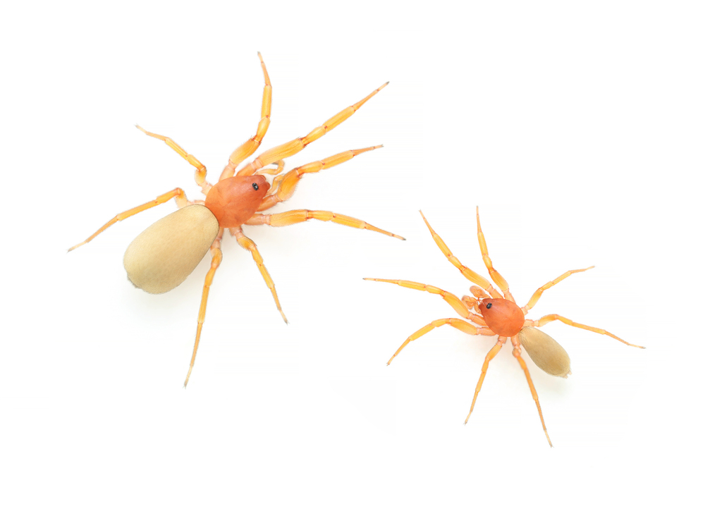 Orthonops in December 2022 by Wyatt Mendez. very abundant male palp ...