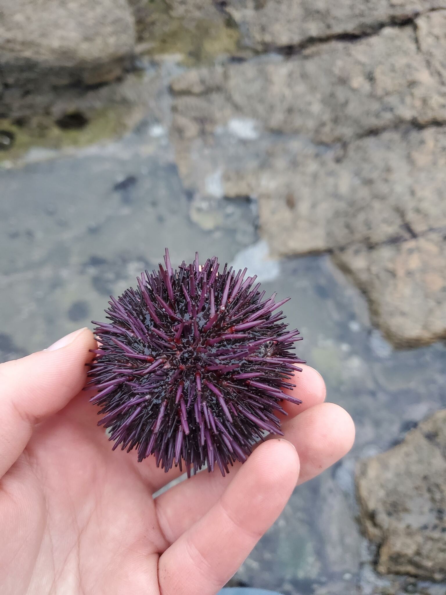 Strongylocentrotidae