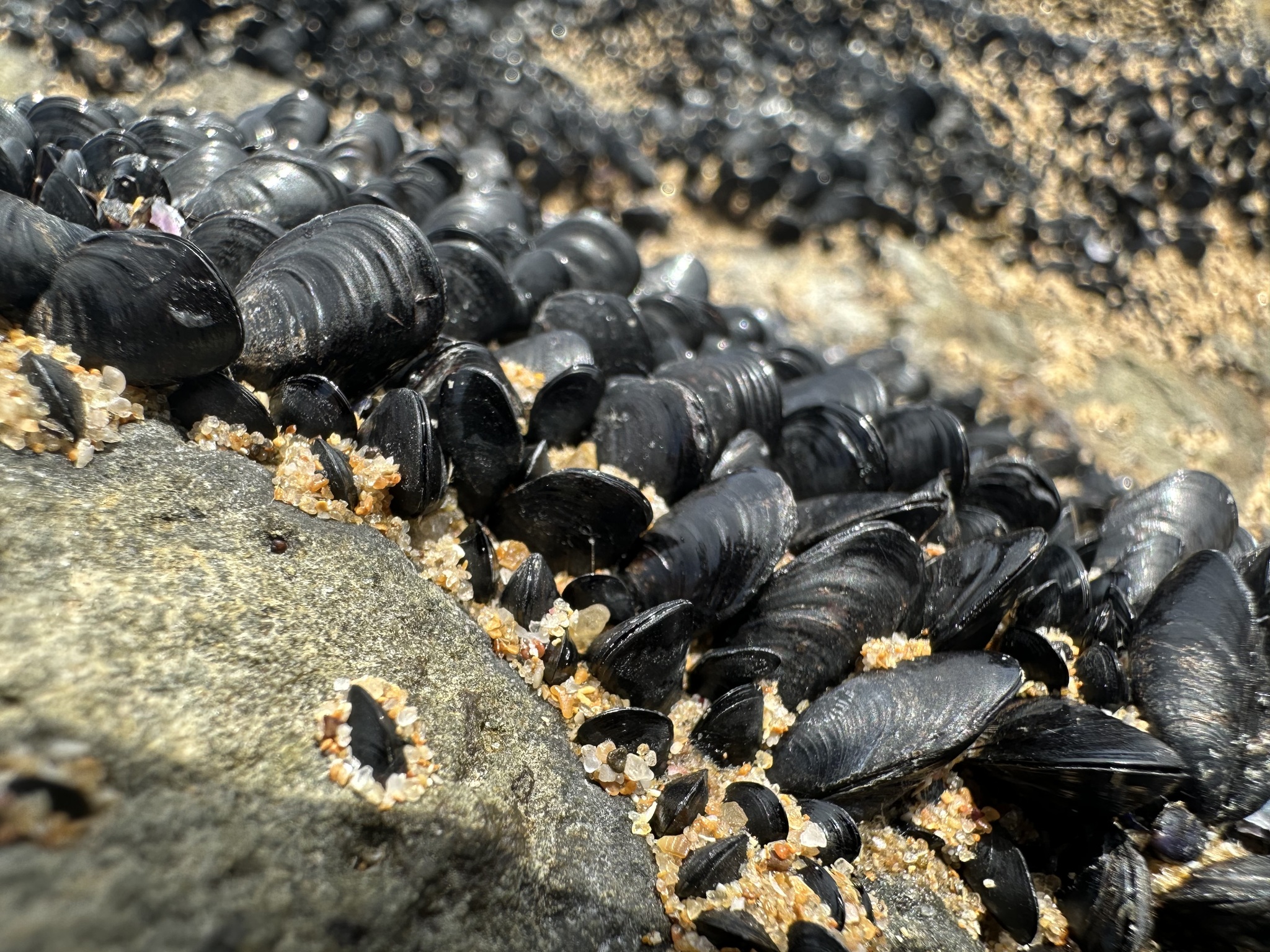 Xenostrobus pulex (Lamarck, 1819)