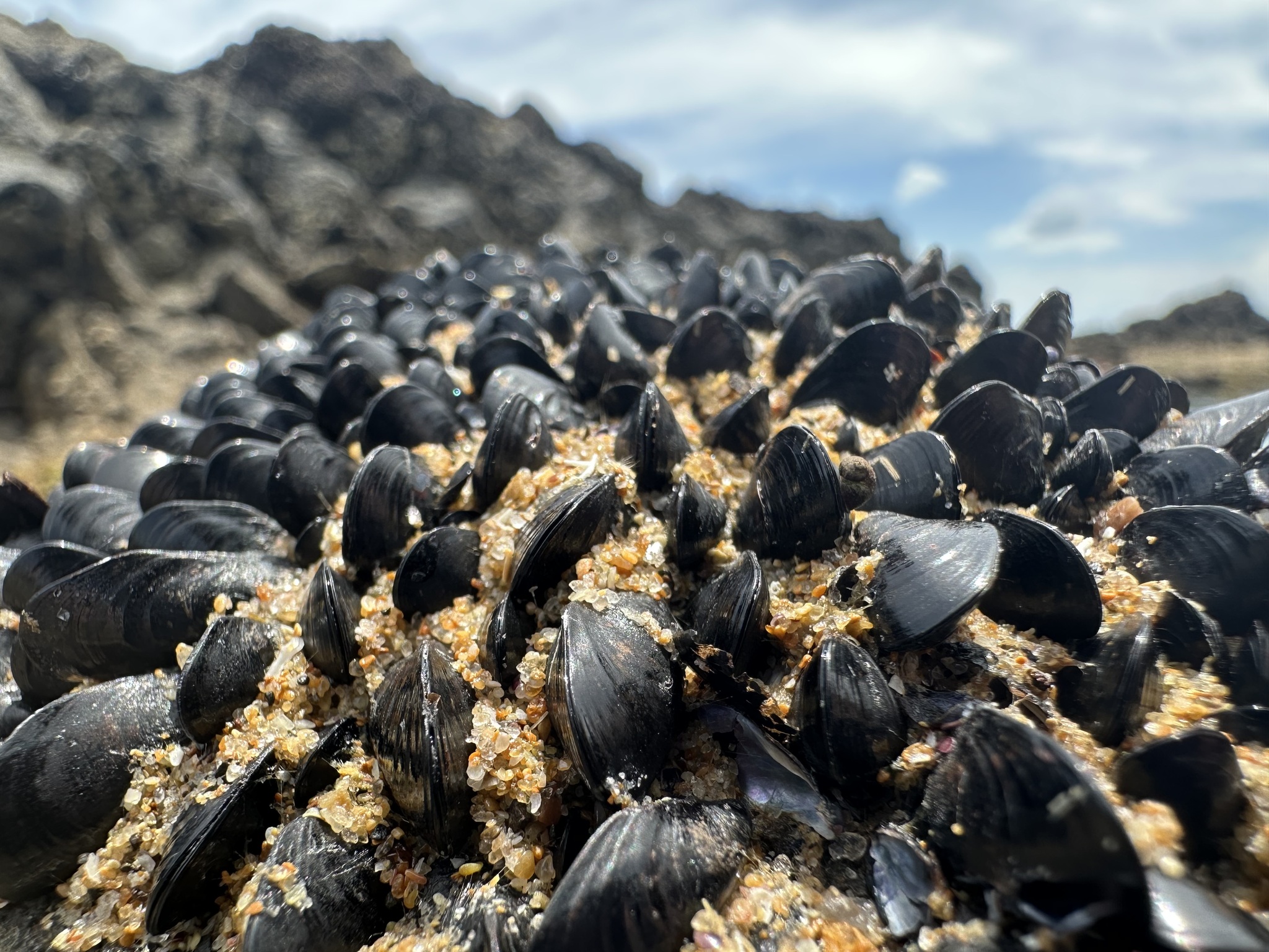 Xenostrobus pulex (Lamarck, 1819)