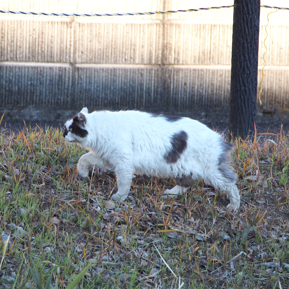 Felis catus Linnaeus, 1758