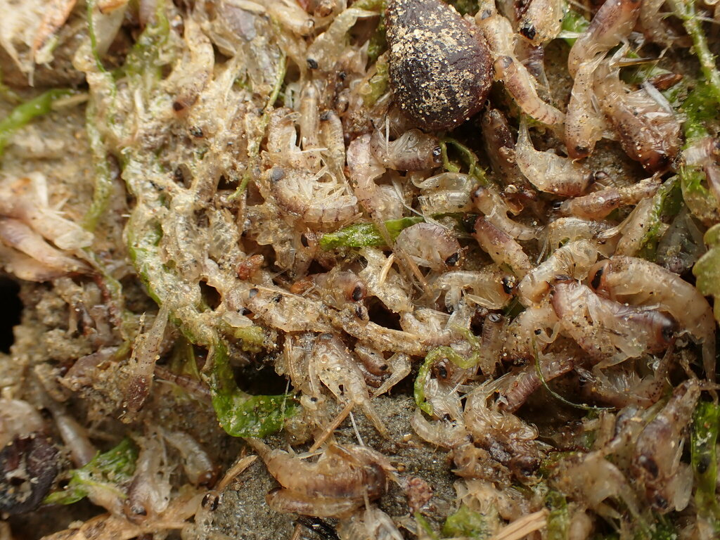 Hyperiidae from Purakauiti 9586, New Zealand on December 16, 2022 at 11 ...