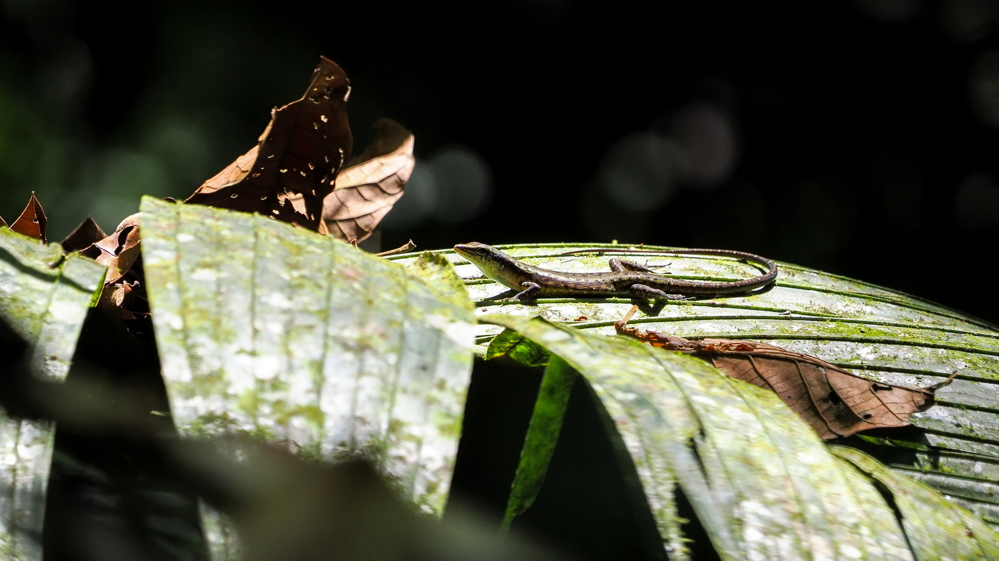 Emoia longicauda (Macleay, 1877)