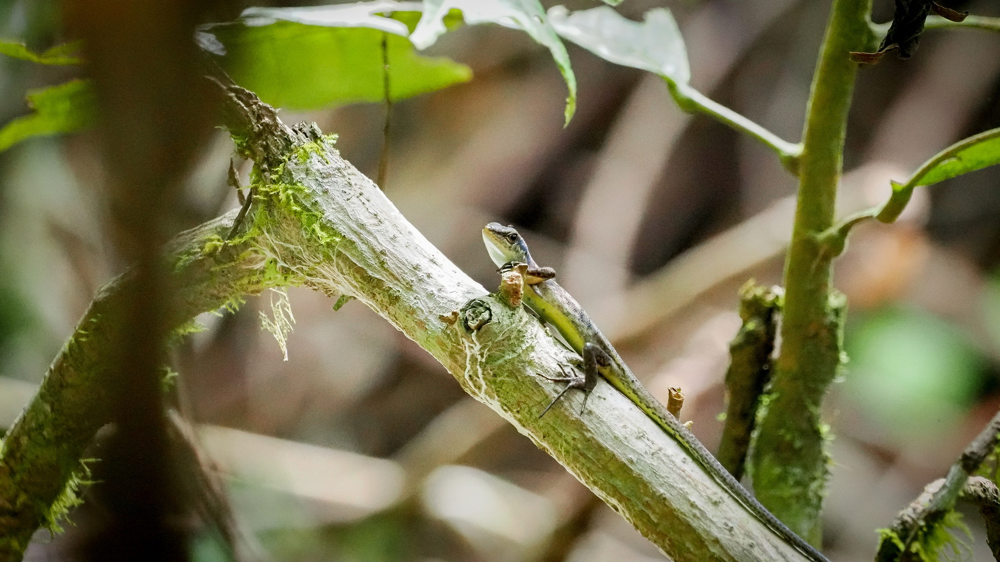 Emoia longicauda (Macleay, 1877)
