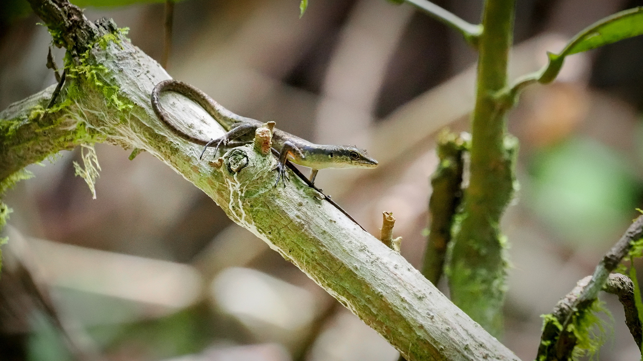 Emoia longicauda (Macleay, 1877)