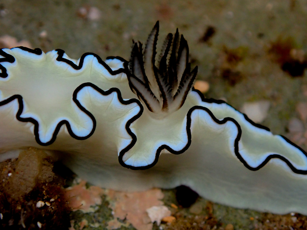 Black-margined Nudibranch from Toowoon Bay NSW, Australia on January 01 ...