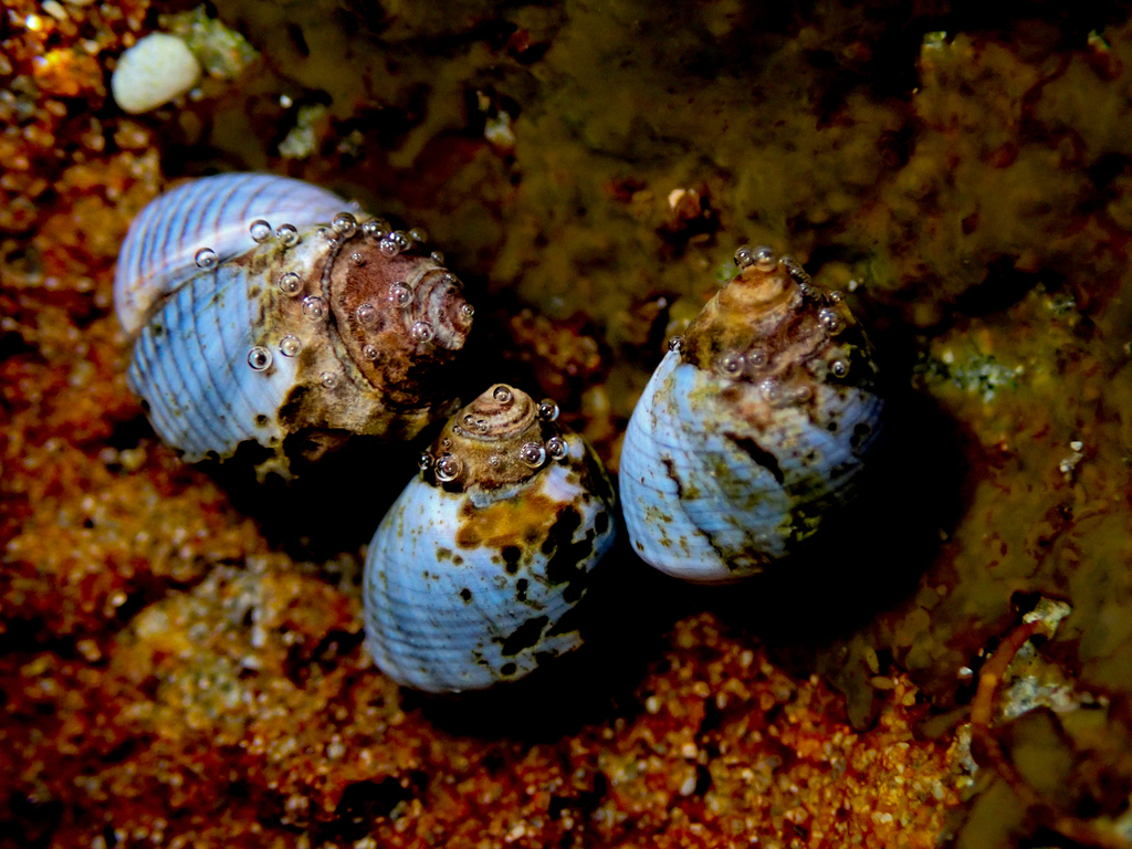 Little Blue Periwinkle from Toowoon Bay NSW, Australia on January 01 ...