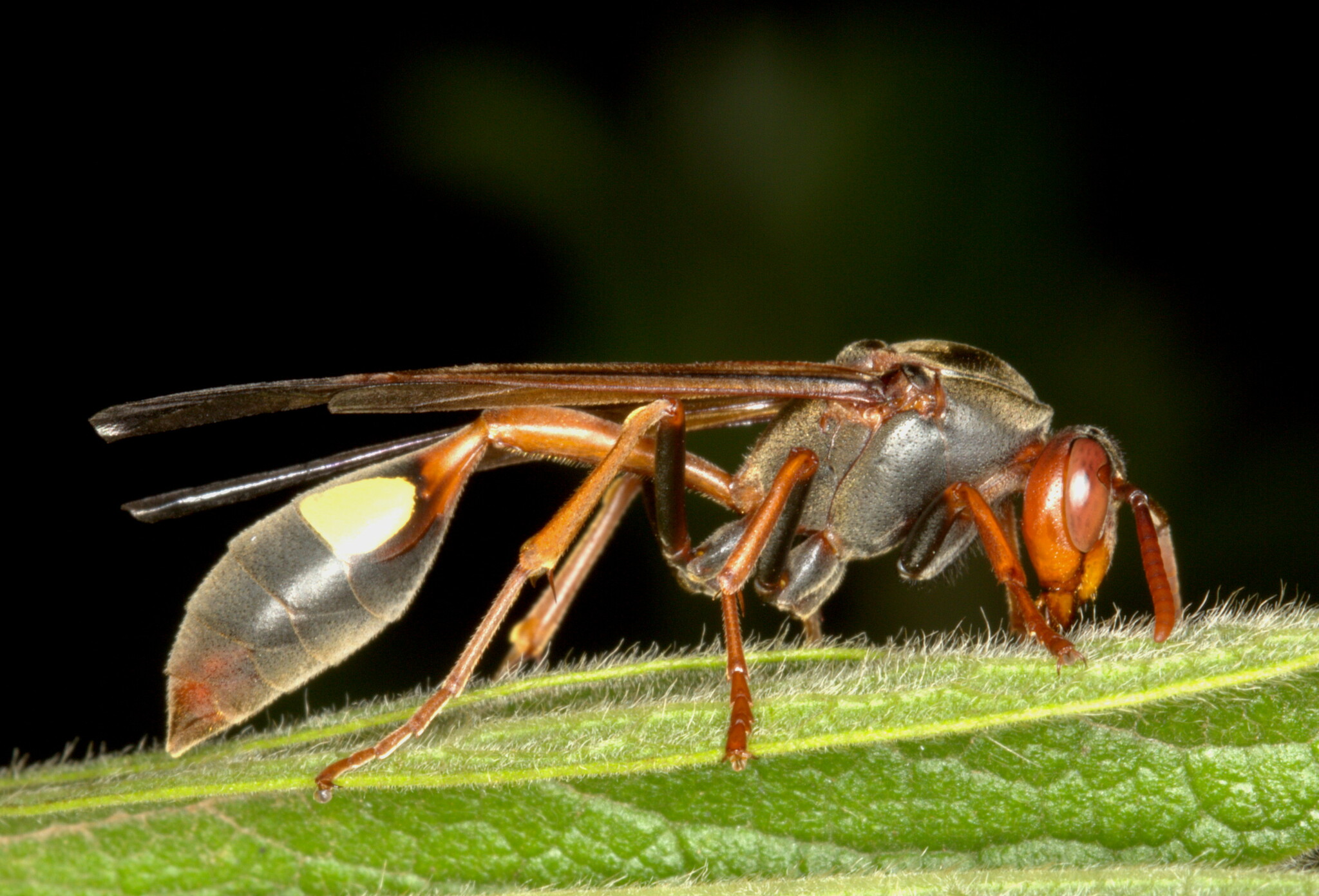 Belonogaster juncea (Fabricius, 1781)