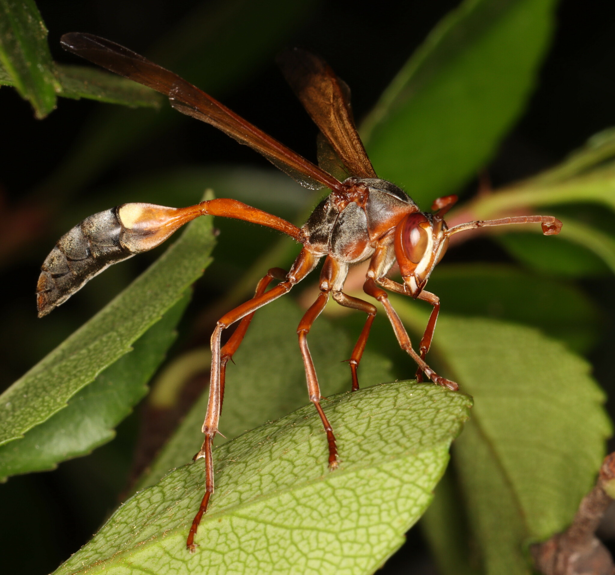 Belonogaster juncea (Fabricius, 1781)