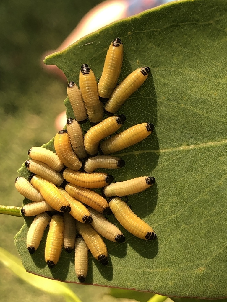 Dotted Paropsine Leaf Beetle from Codrington-Bessiebelle Rd, Codrington ...