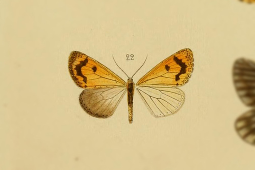 Obeidia rongaria · iNaturalist