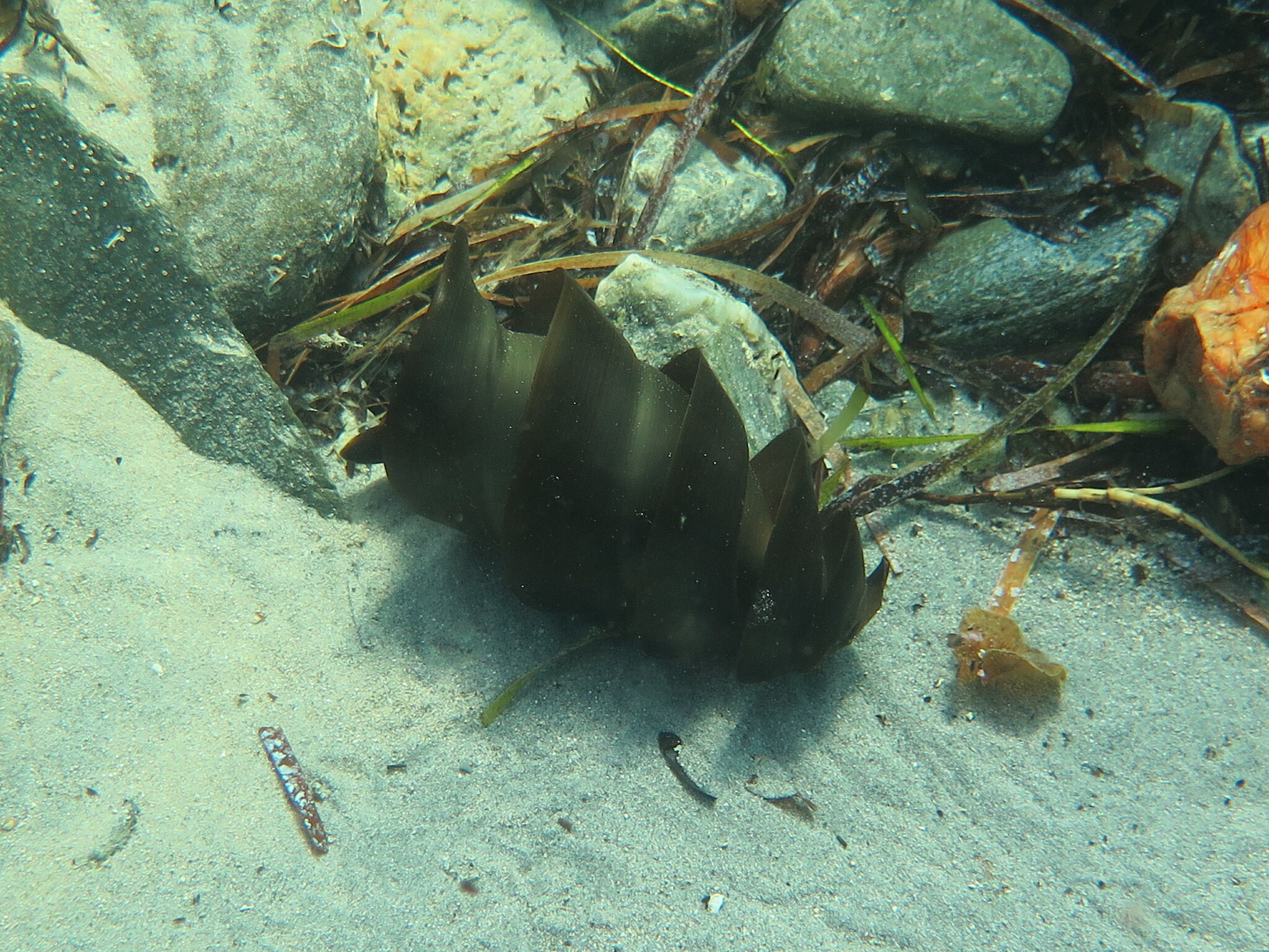 Heterodontus portusjacksoni (Meyer, 1793)