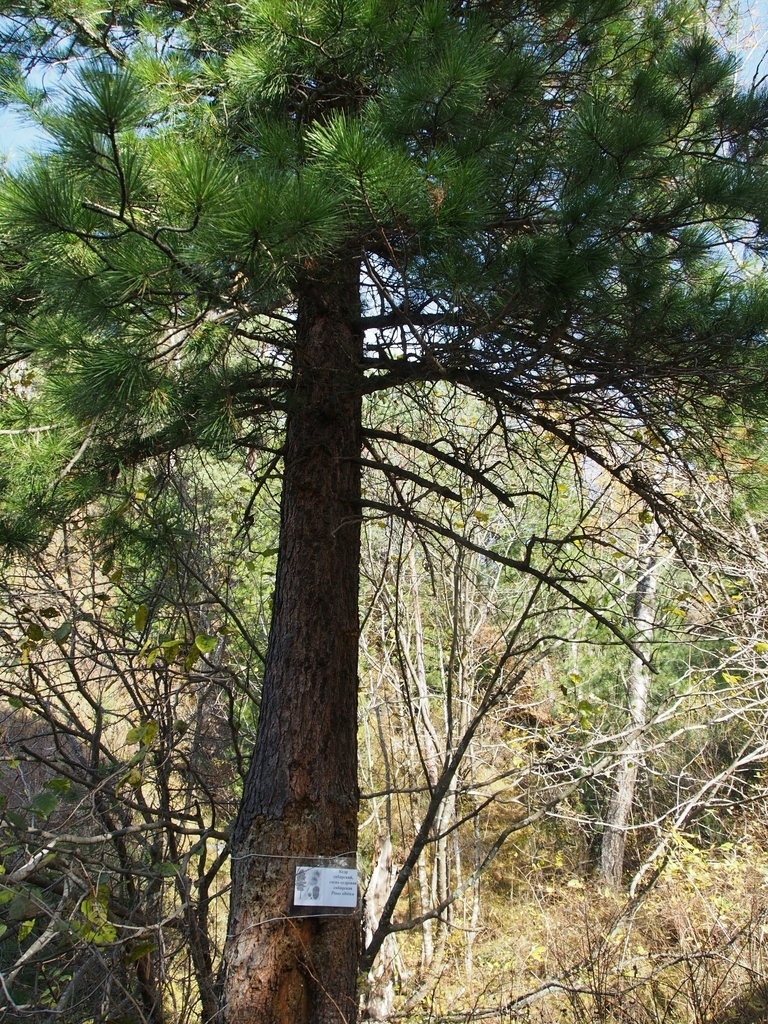 Siberian pine (Pinus sibirica) - Botanical Realm