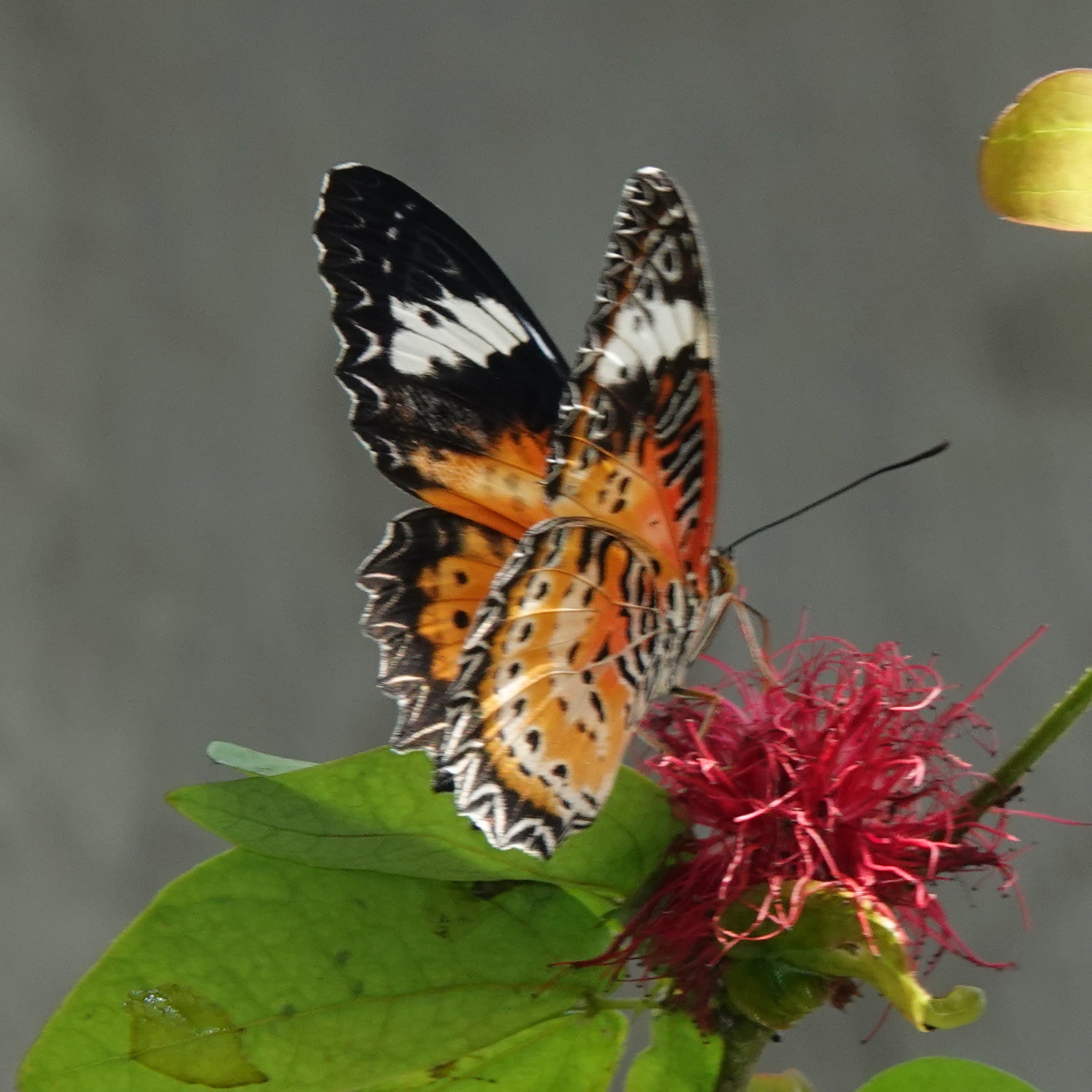 Cethosia cyane (Drury, 1770)