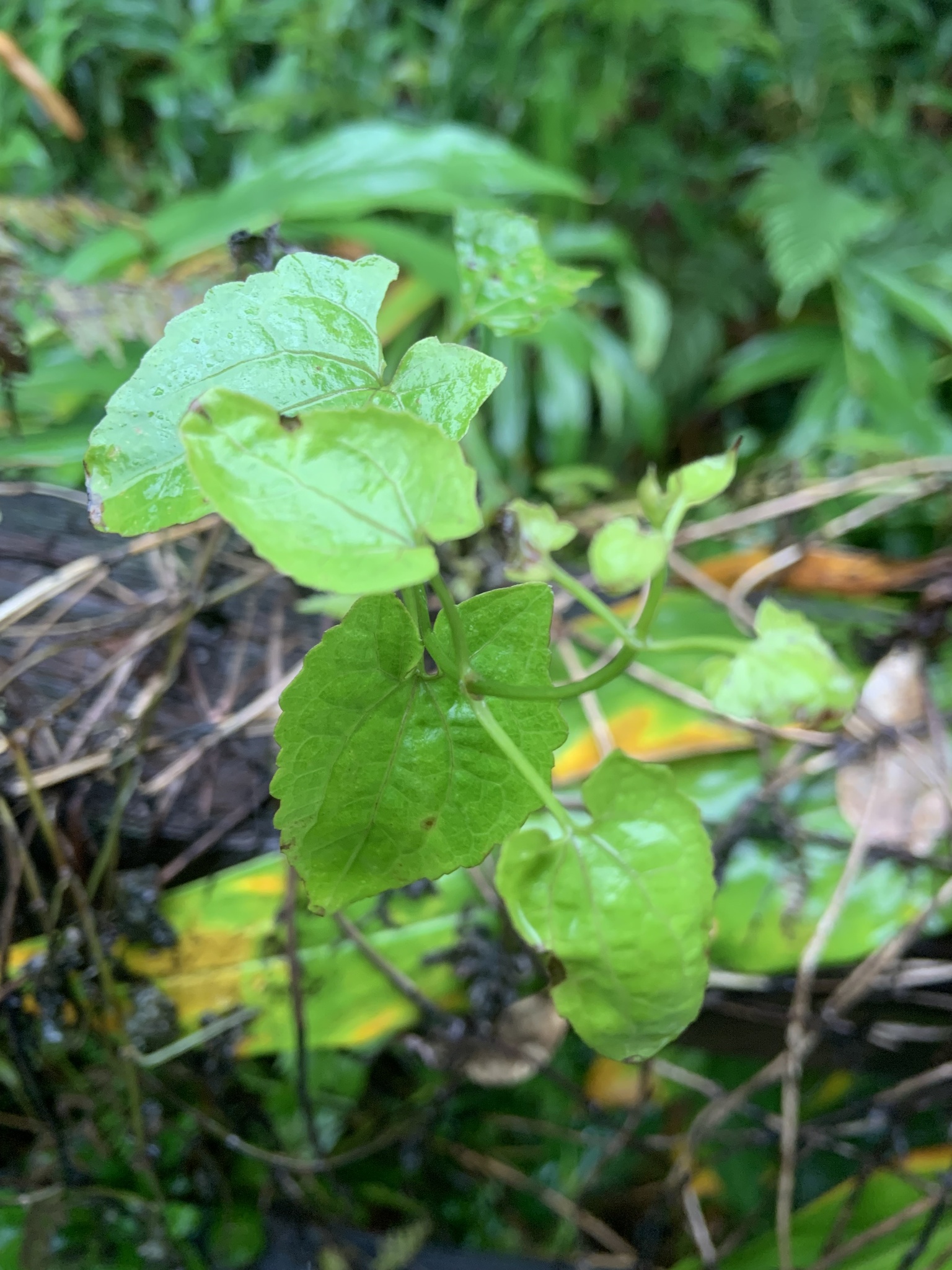 Mikania micrantha Kunth