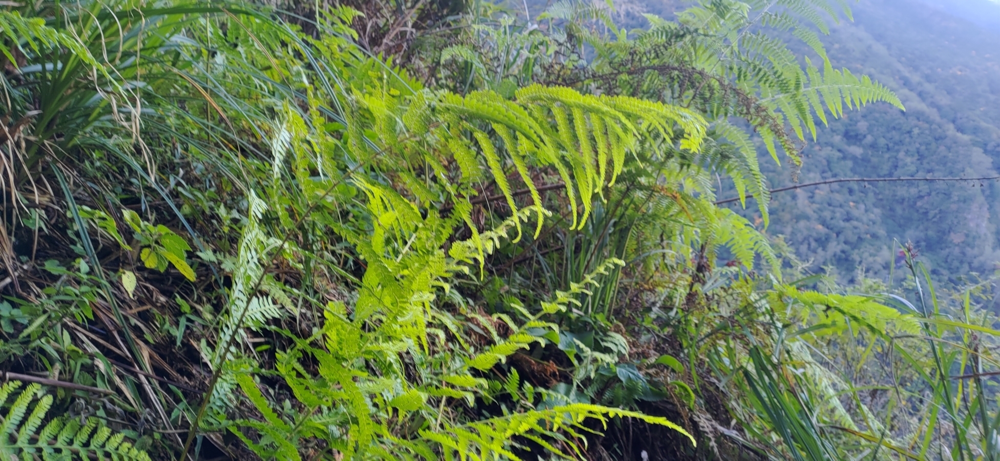 Microlepia C.Presl