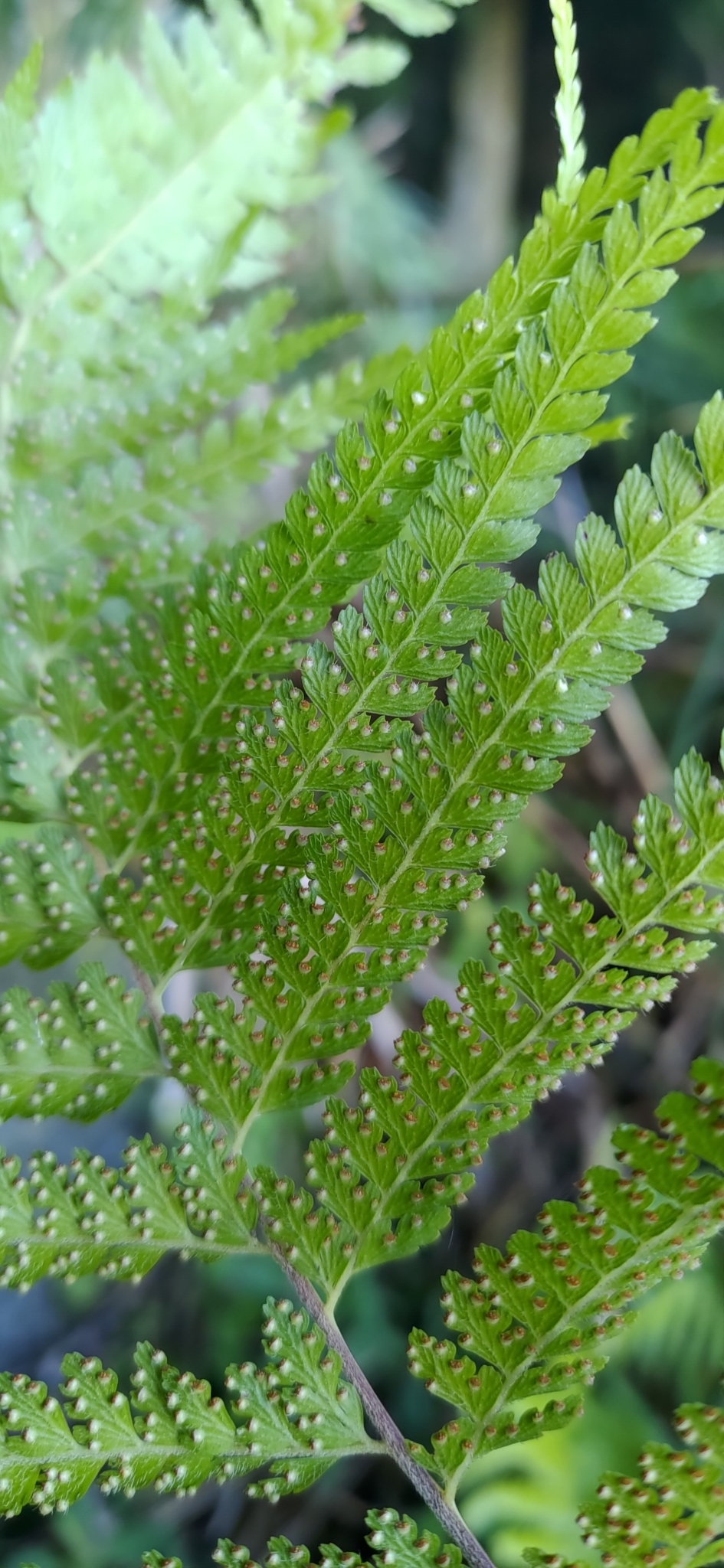 Microlepia C.Presl