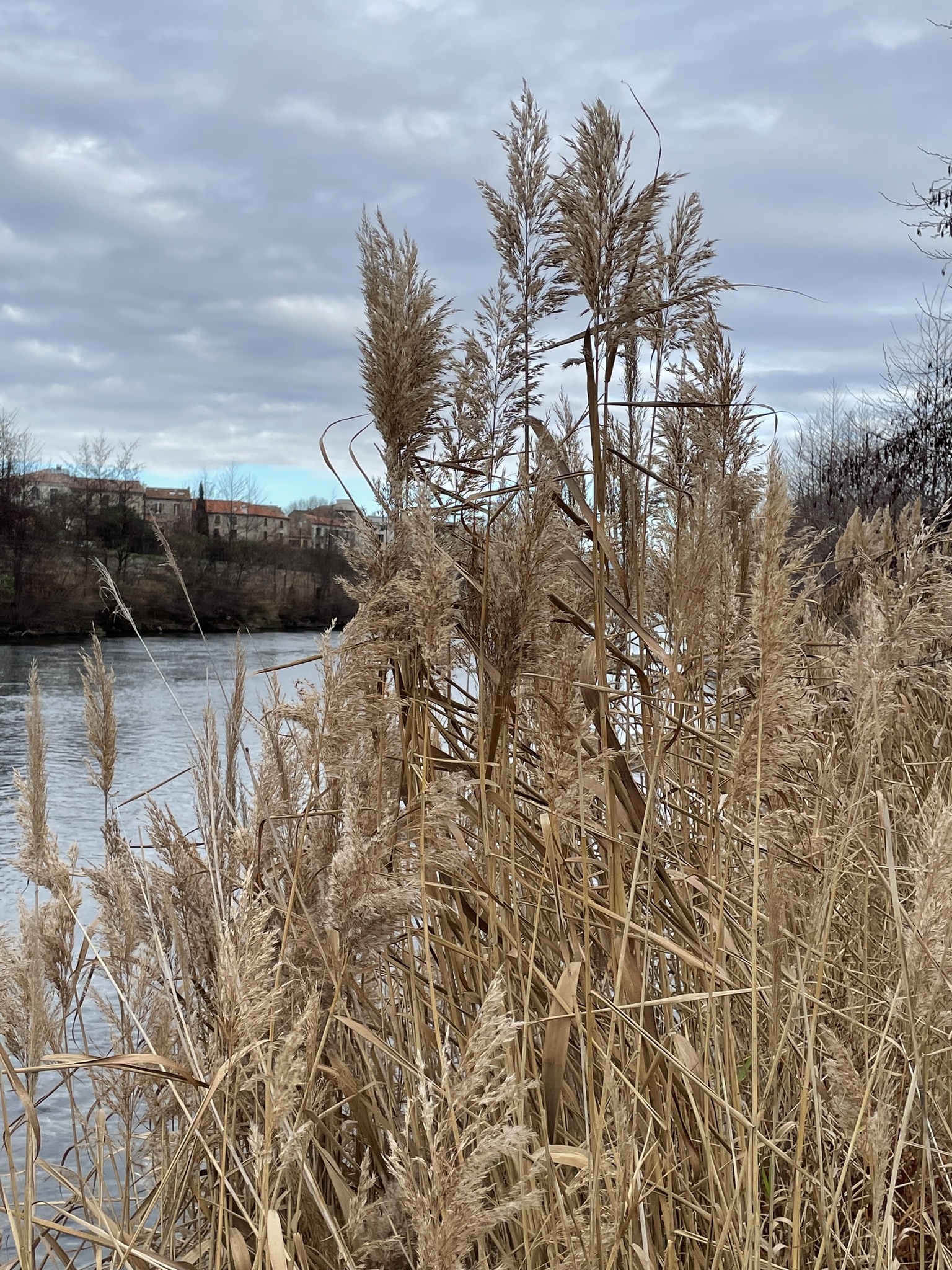 Phragmites australis (Cav.) Trin. ex Steud.