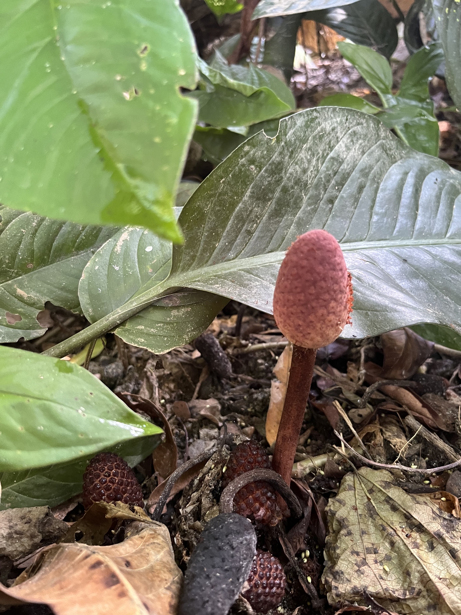 Helosis cayennensis (Sw.) Spreng.