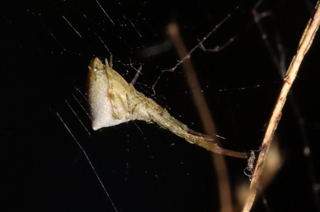 Feather-legged Spiders from Wynberg NU (2), Cape Town, 7824, South ...