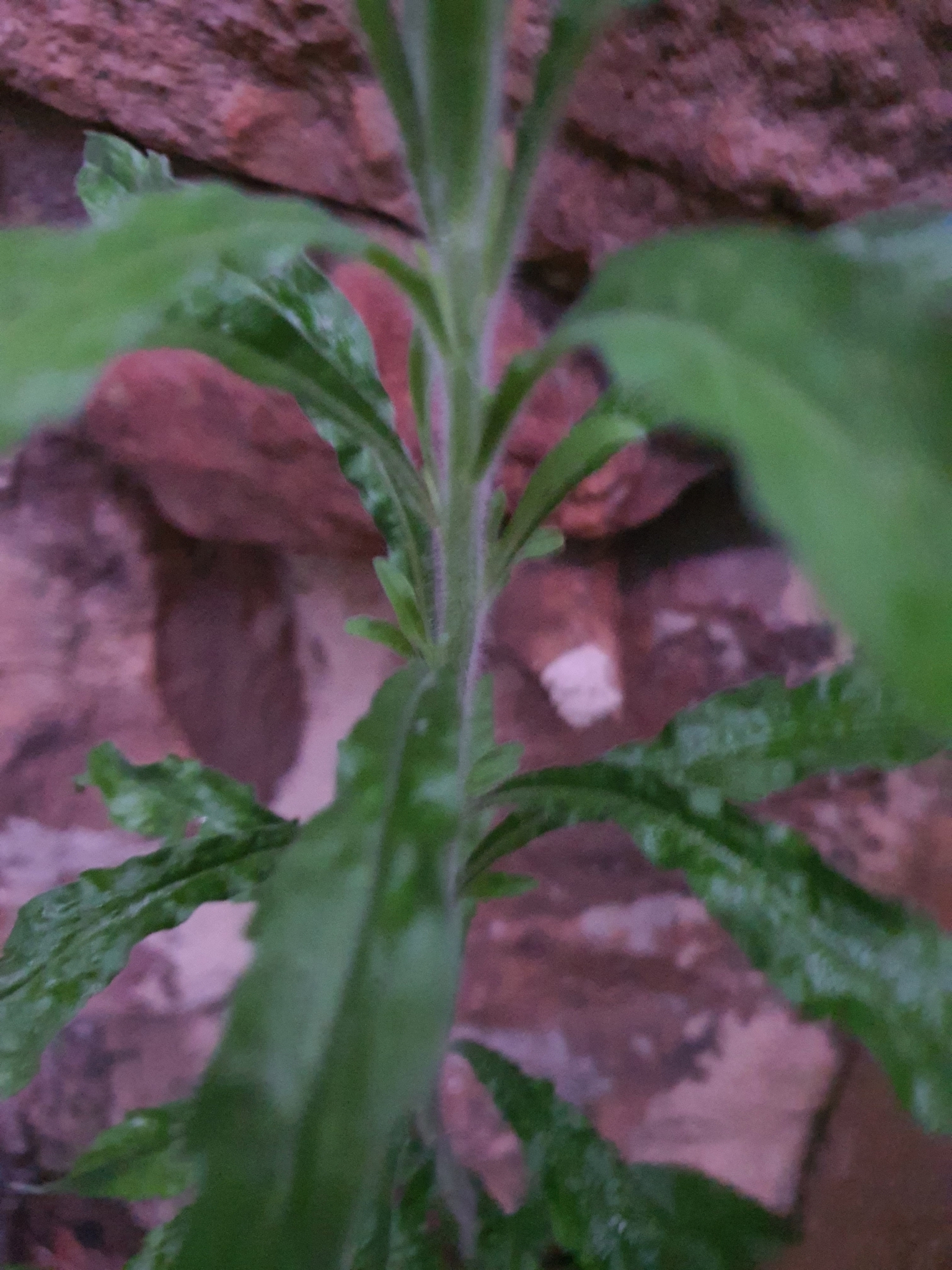 Erigeron canadensis L.