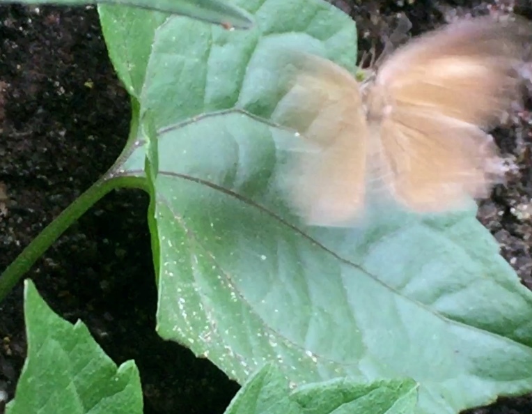 Allotinus C.Felder & R.Felder, 1865