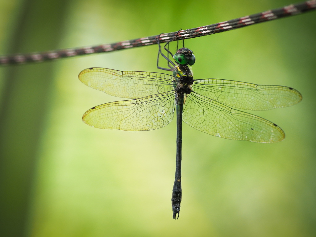 Macromia chalciope from Halmahera Utara, Nord-Molukken, Indonesien on ...