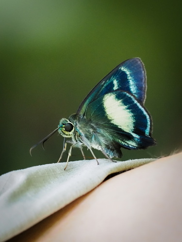 Green Awl (Hasora discolor) · iNaturalist United Kingdom