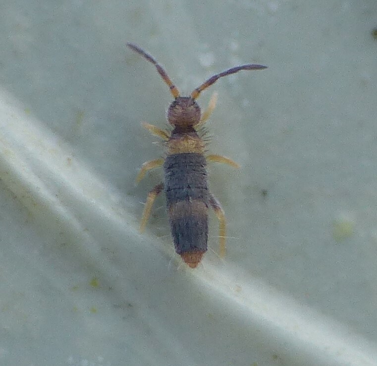 Collembola