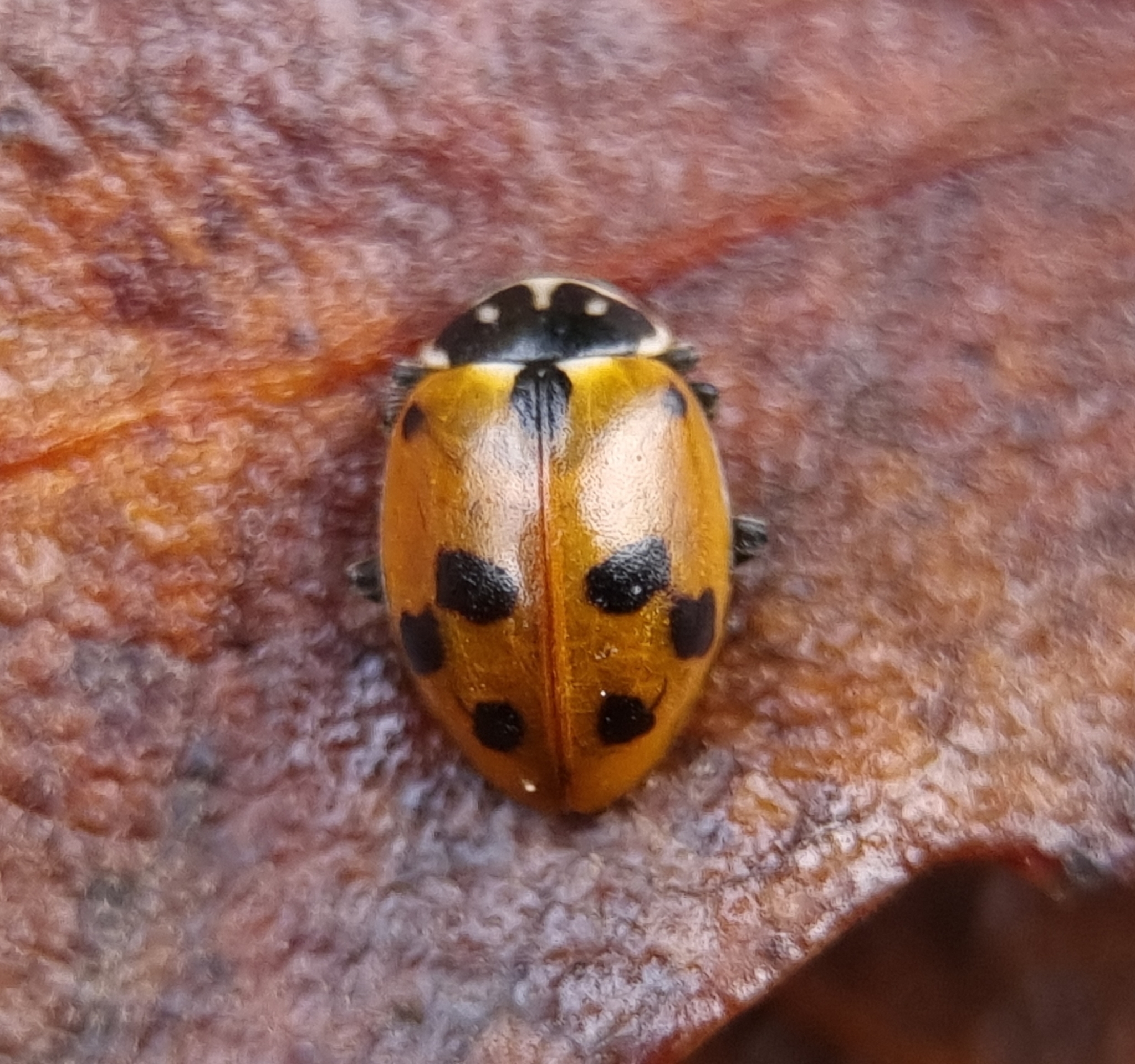 Hippodamia variegata (Goeze, 1777)
